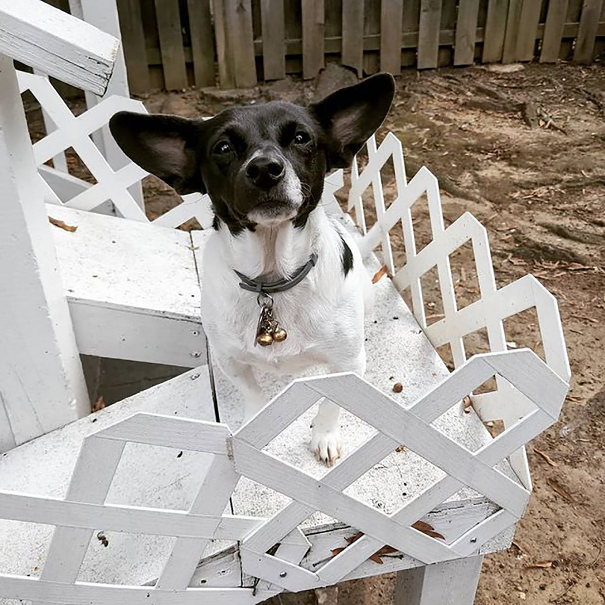 6 Dachshund Terrier Mixes For Every Owner