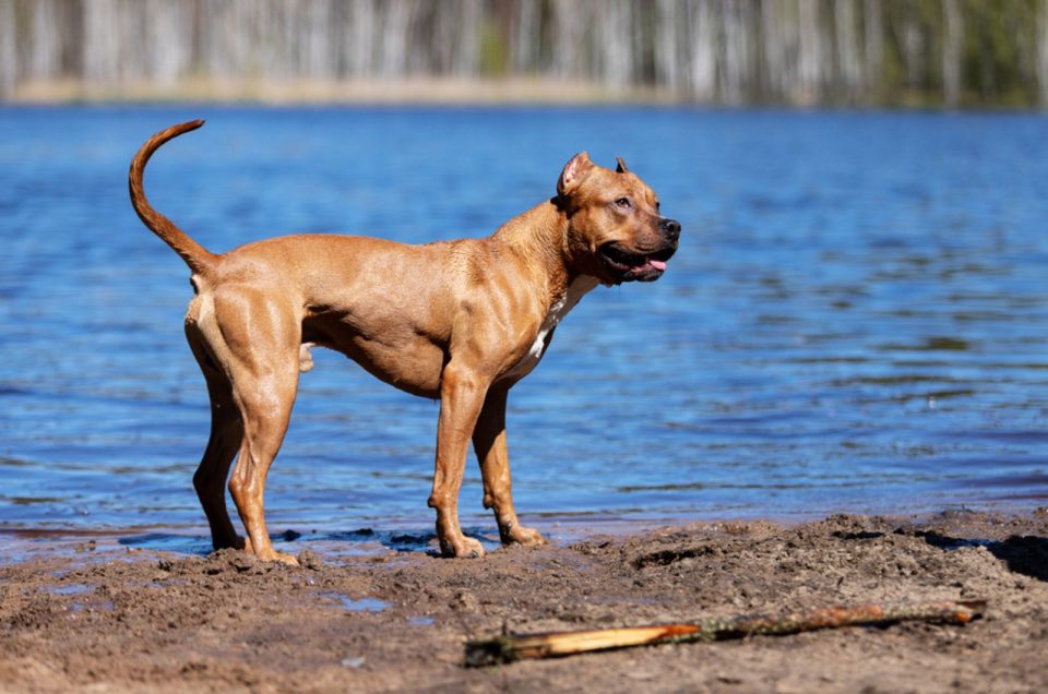 How To Put Your Fat Pitbull Back On Track?
