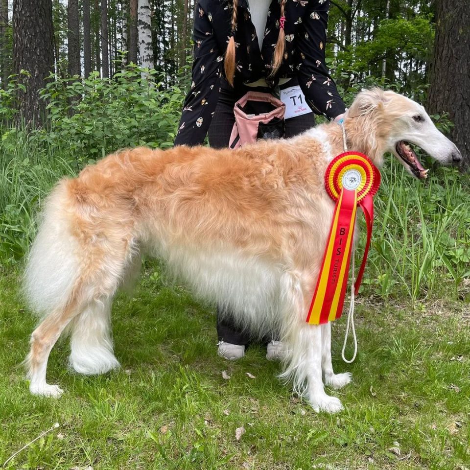 These 15 Borzoi Colors Are The Next In Fashion