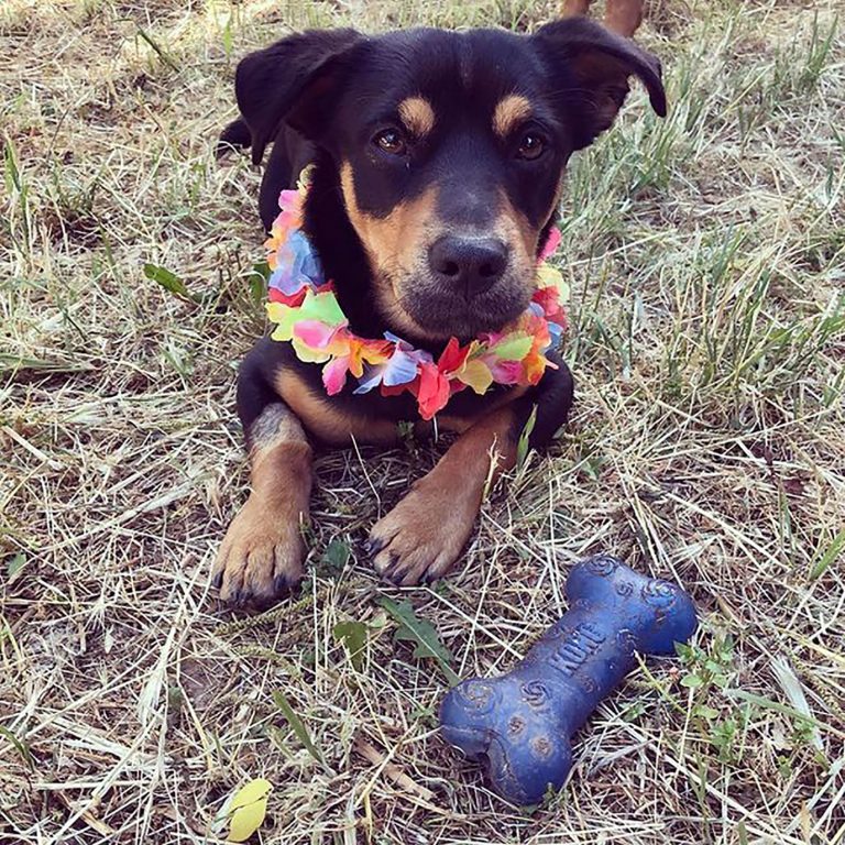 Is The Rottweiler Dachshund Mix A Reliable Family Pet?