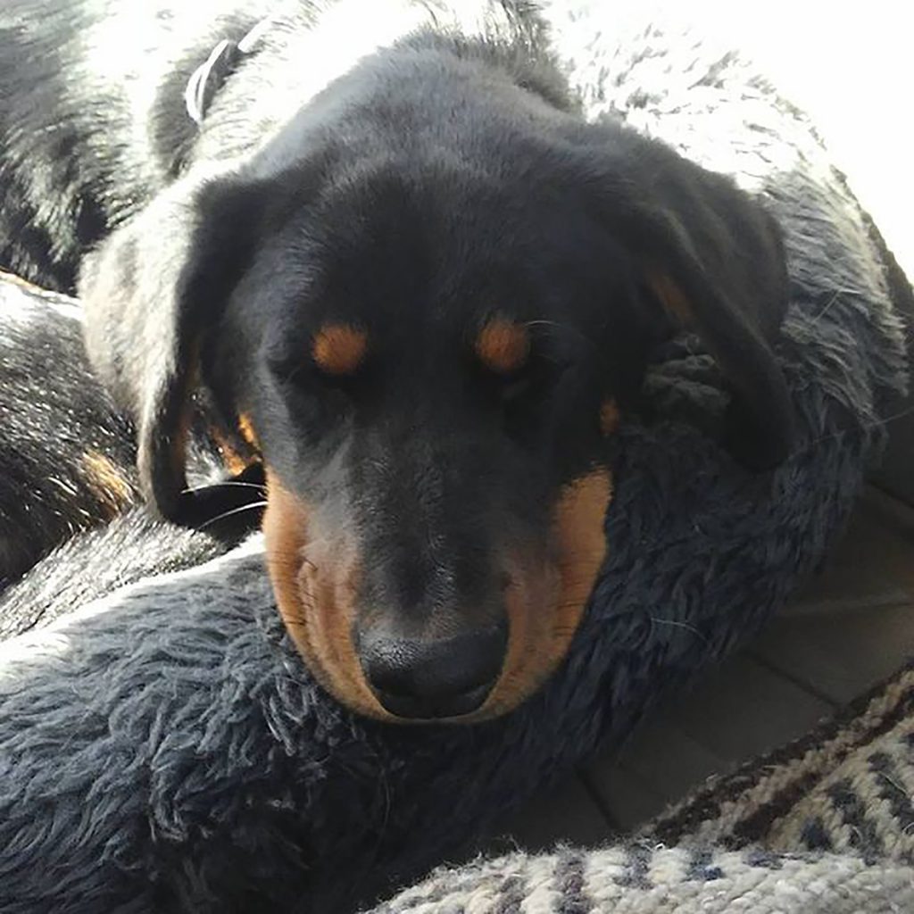 Is The Rottweiler Dachshund Mix A Reliable Family Pet?