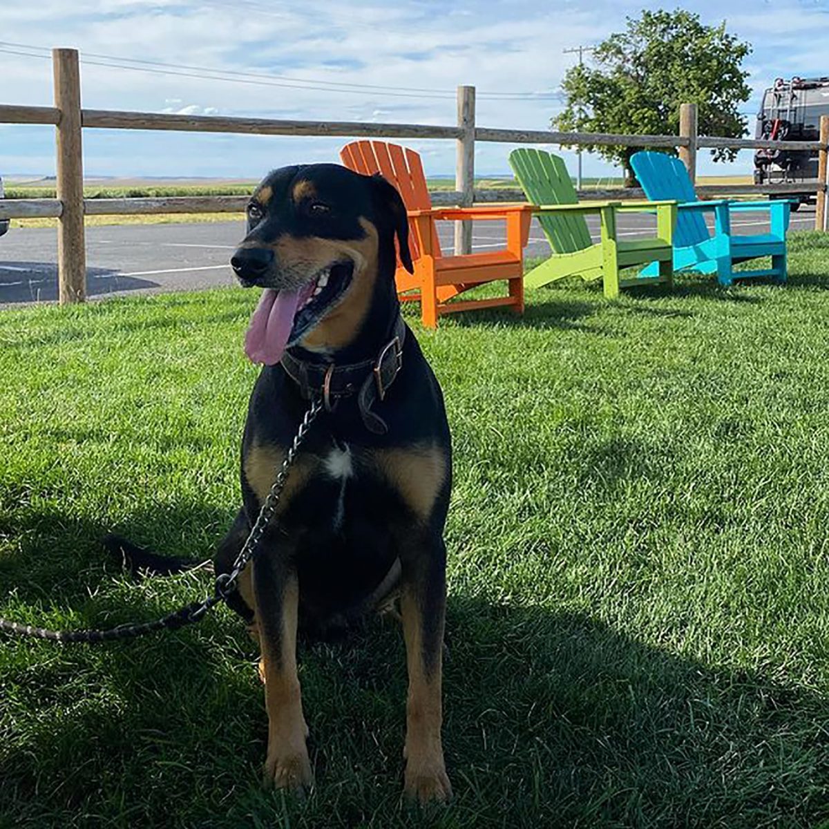 A Rottweiler Golden Retriever Mix: The Pawfect Combination