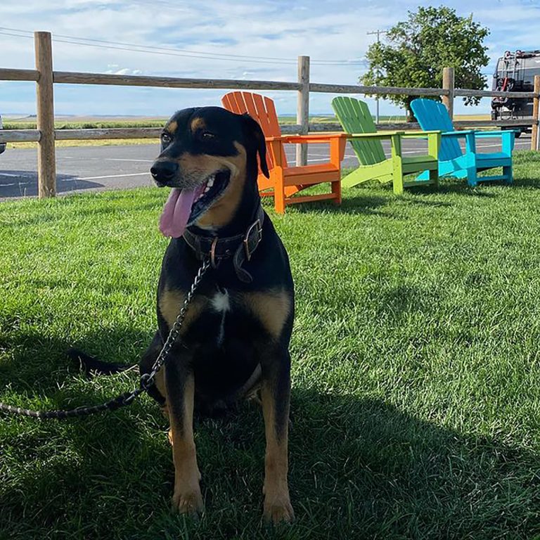 A Rottweiler Golden Retriever Mix: The Pawfect Combination