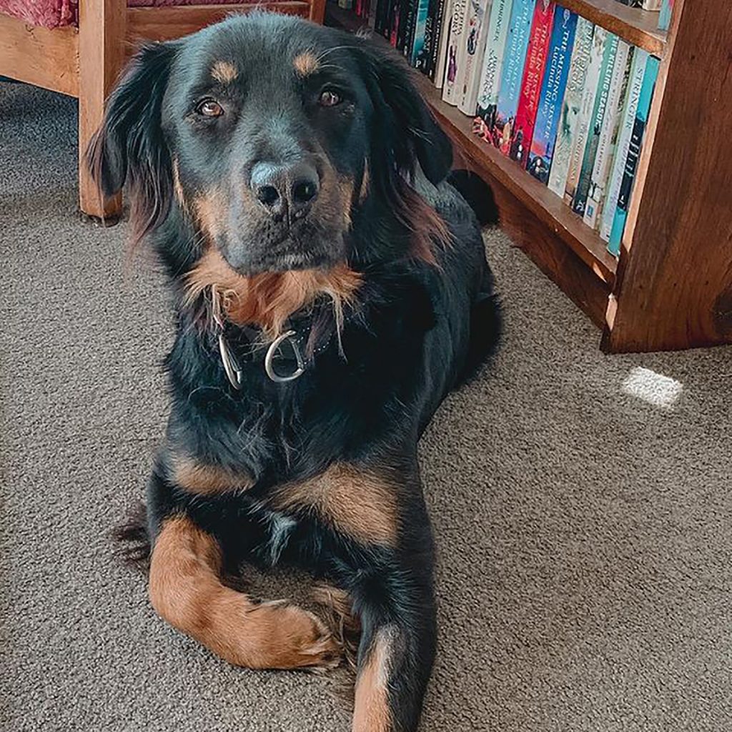 A Rottweiler Golden Retriever Mix: The Pawfect Combination A Rottweiler Golden Retriever Mix: The Pawfect Combination