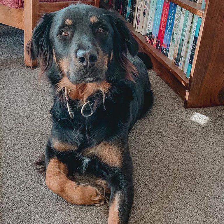 A Rottweiler Golden Retriever Mix: The Pawfect Combination