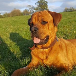 The Rottweiler Mastiff Mix Is The Best The Romans Have To Offer