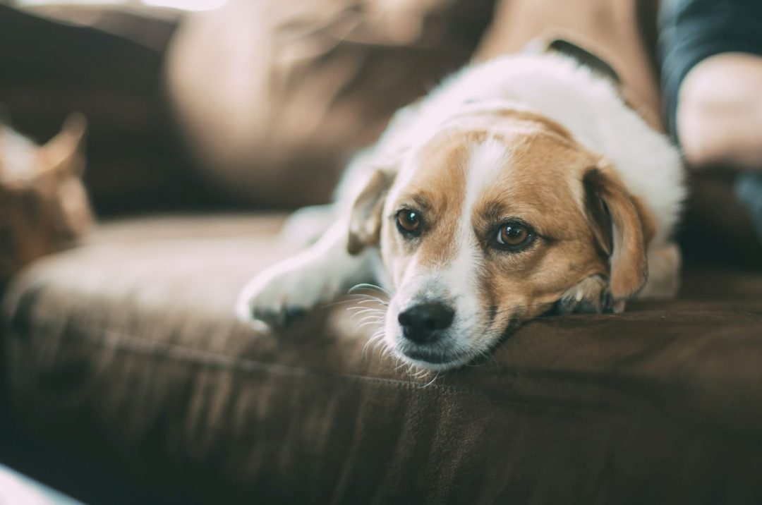 Hunched Back In Dogs: 11 Possible Reasons