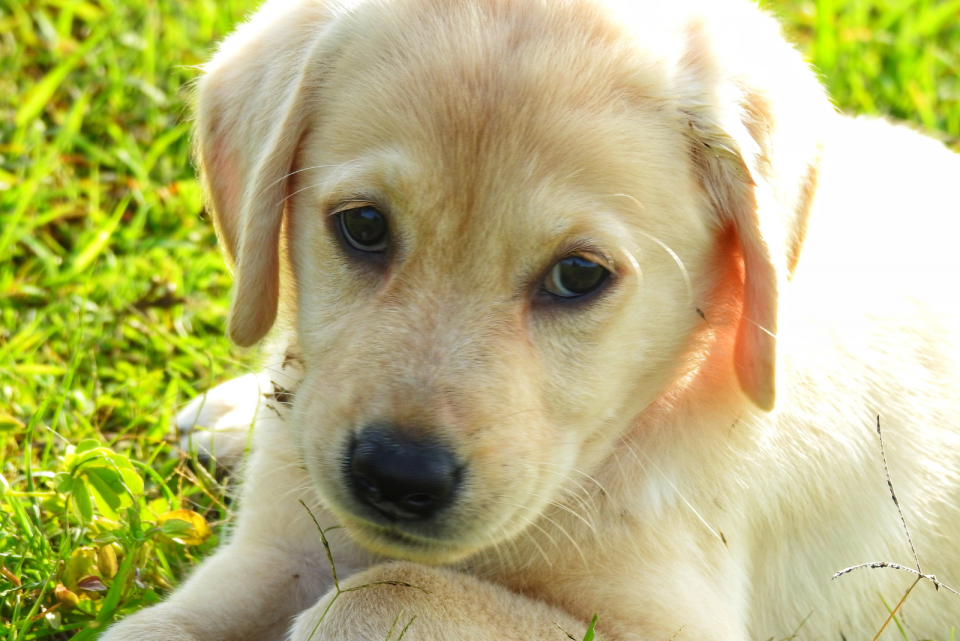 15 Best White Labrador Breeders In The United States