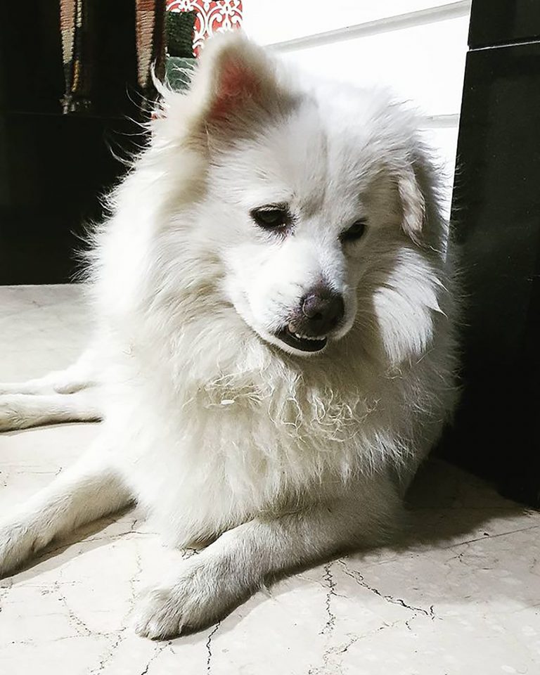 Samoyed Pomeranian Mix: A Cute Hybrid Nobody Can't Resist
