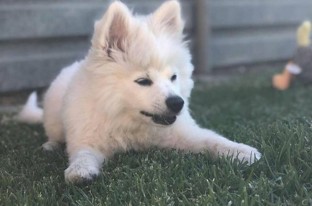Samoyed Pomeranian Mix: A Cute Hybrid Nobody Can't Resist