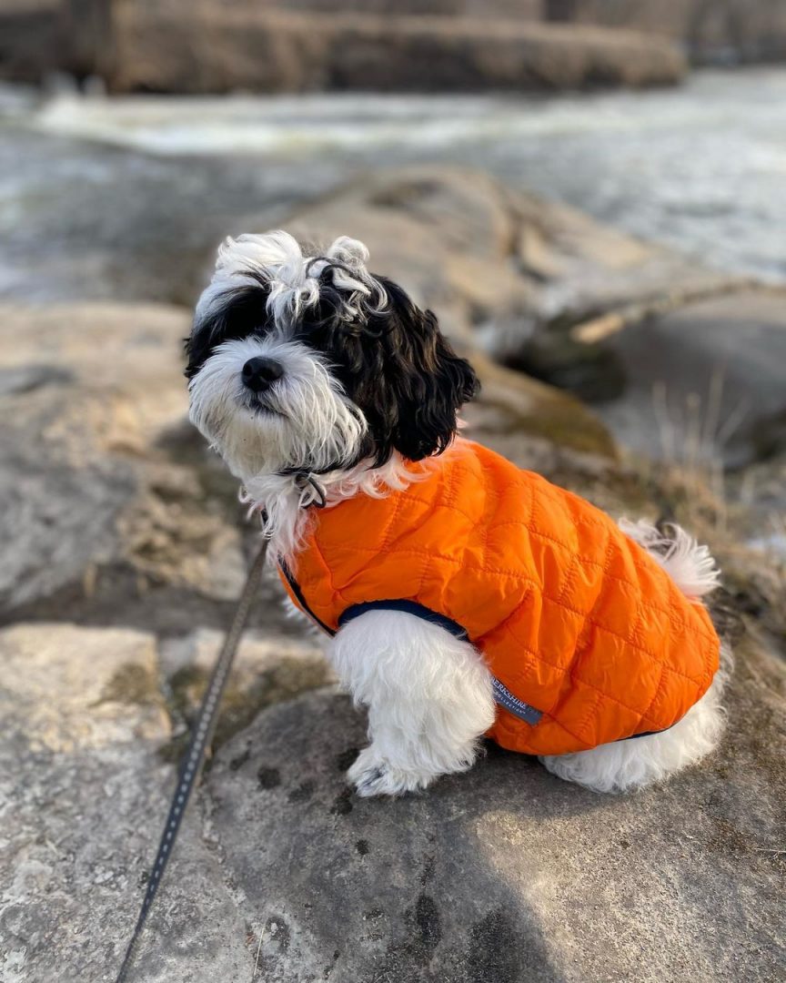 23 Shih Poo Haircuts That Will Melt Your Heart