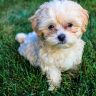 23 Shih Poo Haircuts That Will Melt Your Heart