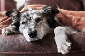 Hunched Back In Dogs: 11 Possible Reasons