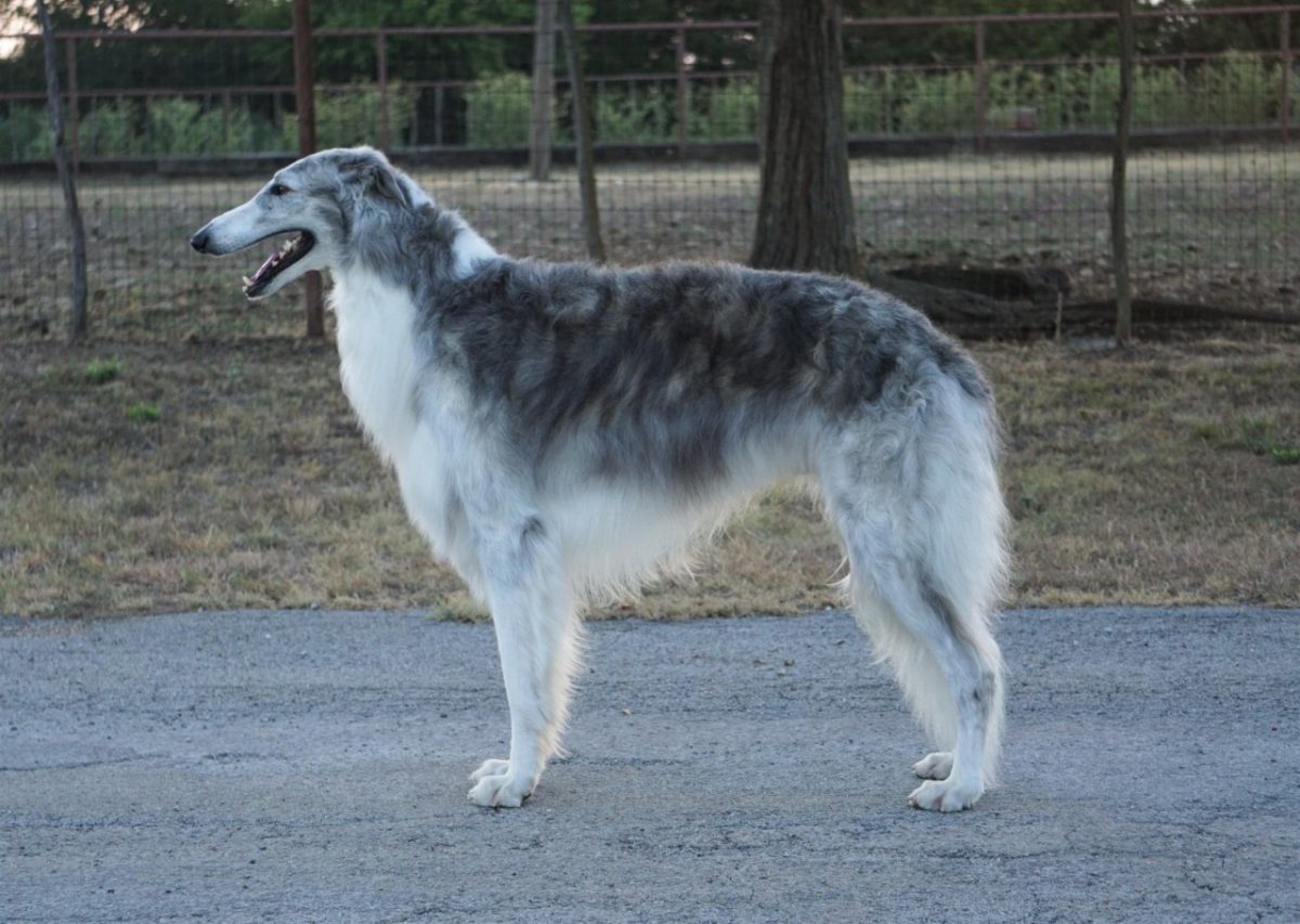 These 15 Borzoi Colors Are The Next In Fashion
