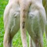 Stud Tail In Dogs: Why Does The Bald Spot Show Up?