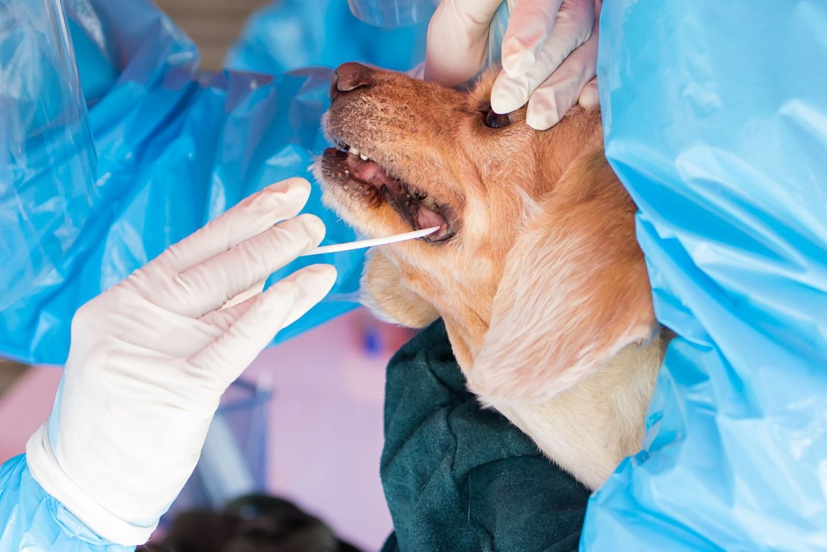 A Closer Look Into Testing For Allergies In Dogs