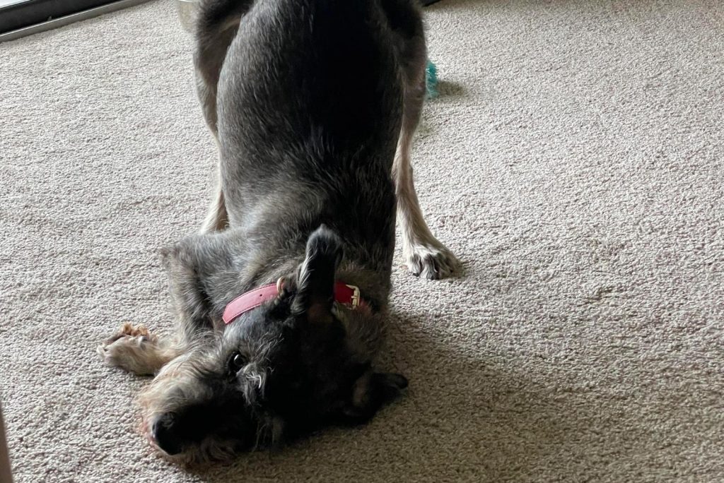 Is Your Dog Rubbing Its Face On The Carpet? — 15 Possible Reasons Is Your Dog Rubbing Its Face On The Carpet? — 15 Possible Reasons