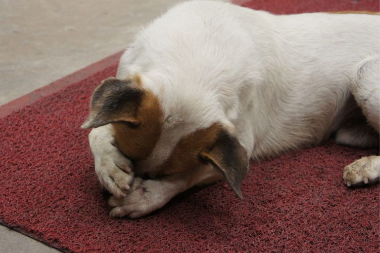 Is Your Dog Rubbing Its Face On The Carpet? — 15 Possible Reasons Is Your Dog Rubbing Its Face On The Carpet? — 15 Possible Reasons