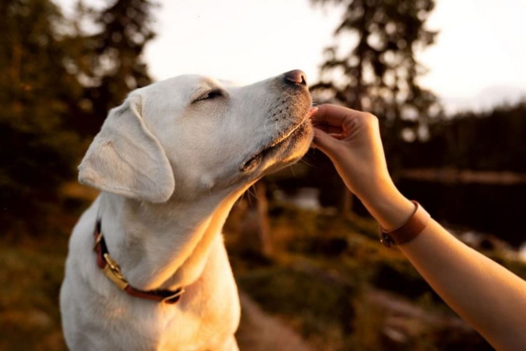 6 Home Remedies For Dog Constipation That Really Help