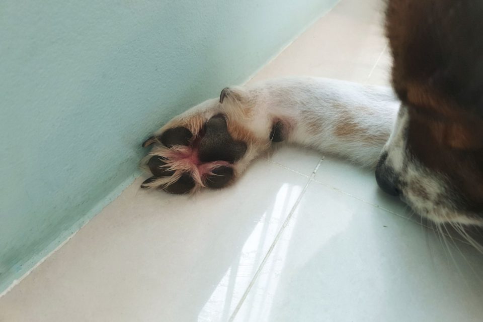 18 Causes Of Red Paws On Dogs And How To Prevent Them