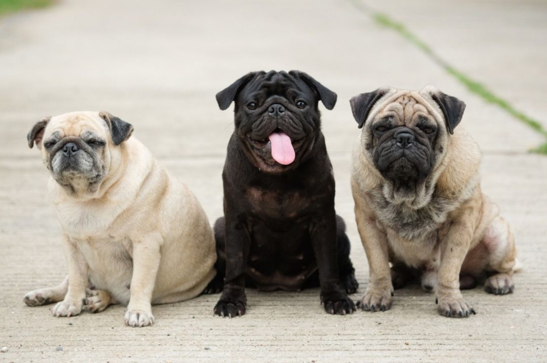 Pug Growth Chart: Some Pugs Are Bigger Than Others