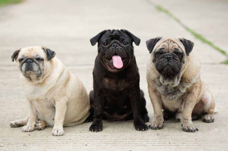 Pug Growth Chart: Some Pugs Are Bigger Than Others