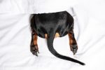 How Serious A Lump On Dogs’ Tail Can Be: 9 Explanations