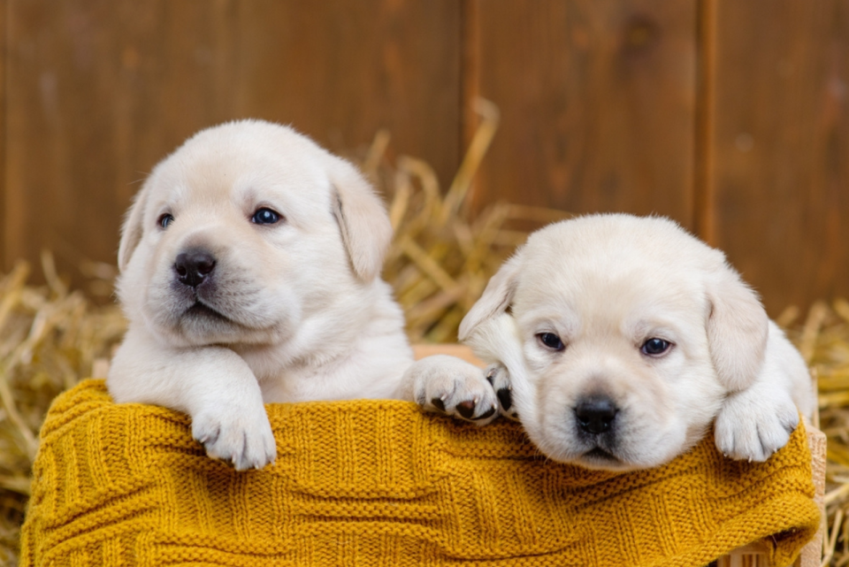 15 Best White Labrador Breeders In The United States