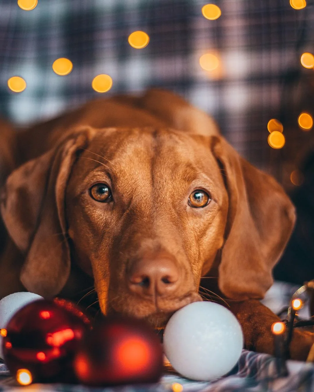 Vizsla Vs Weimaraner: Which Breed Is Better For Your Family