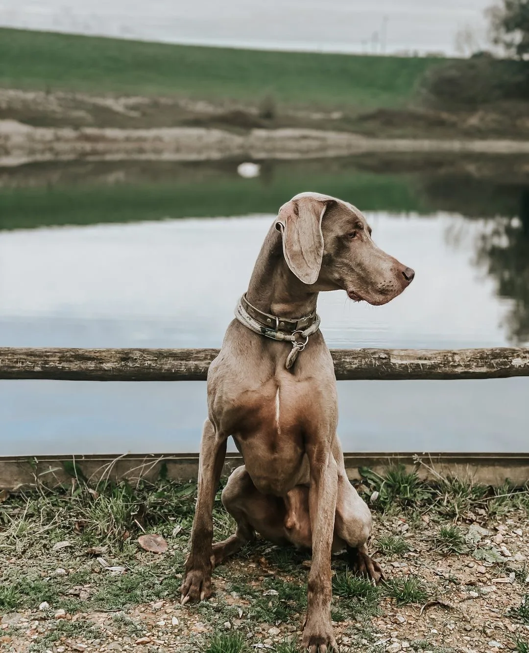 Vizsla Vs Weimaraner: Which Breed Is Better For Your Family