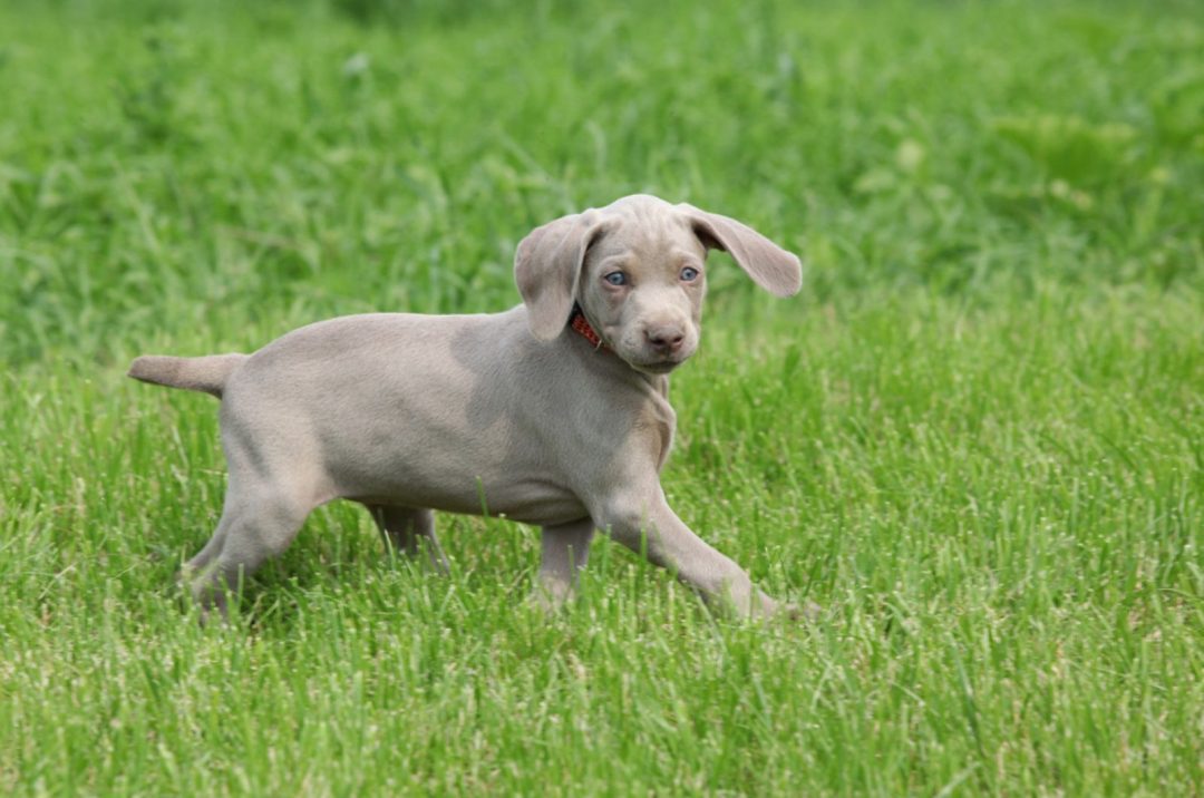 The Weimaraner Growth Chart For A Healthier Puppy