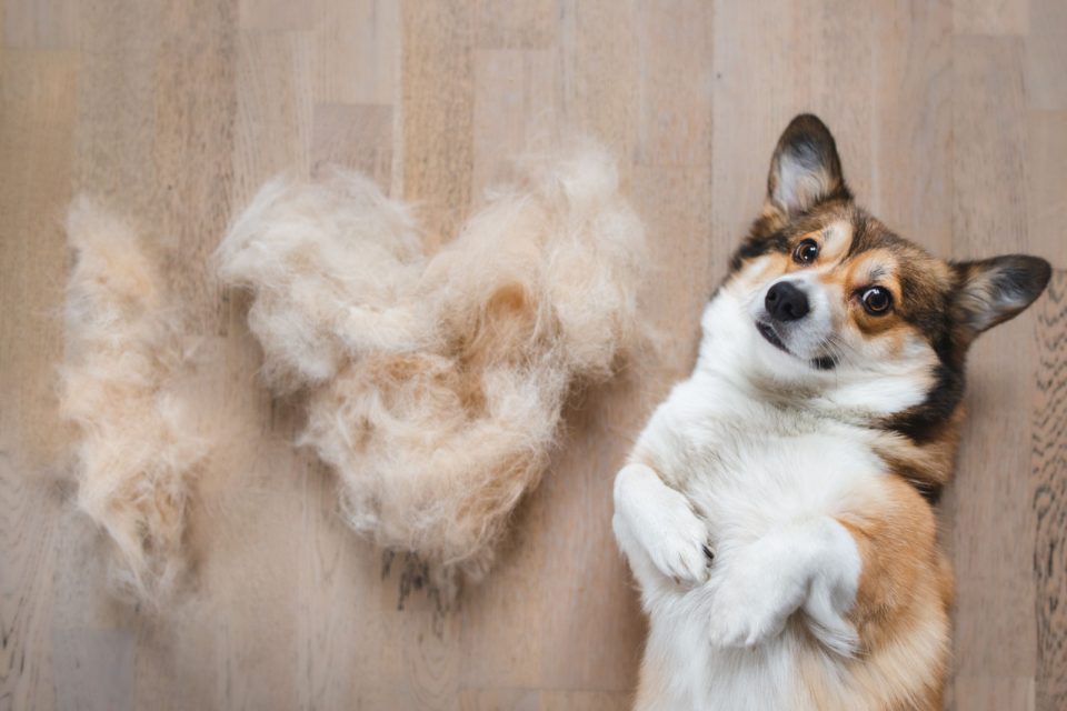 Shaved Corgi: To Buzz Or Not To Buzz, That Is The Question