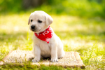 15 Best White Labrador Breeders In The United States