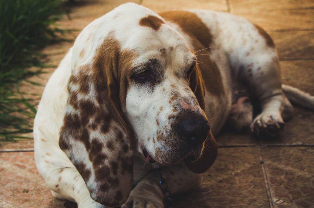 Basset Hound Growth Chart: How Big (And Long) Do They Get?