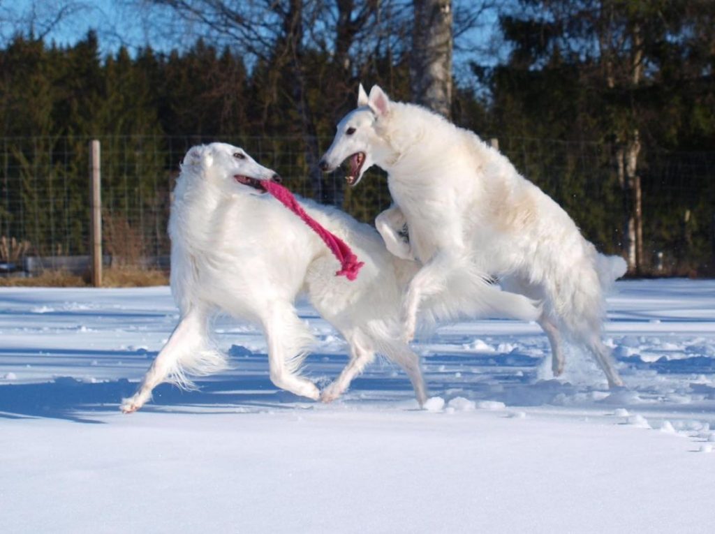 These 15 Borzoi Colors Are The Next In Fashion