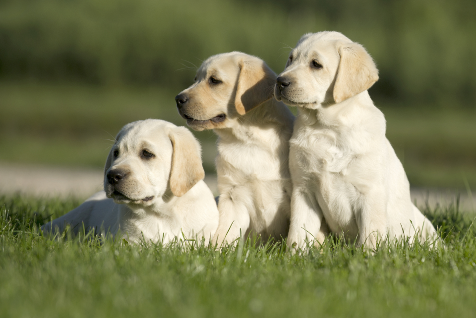 15 Best White Labrador Breeders In The United States