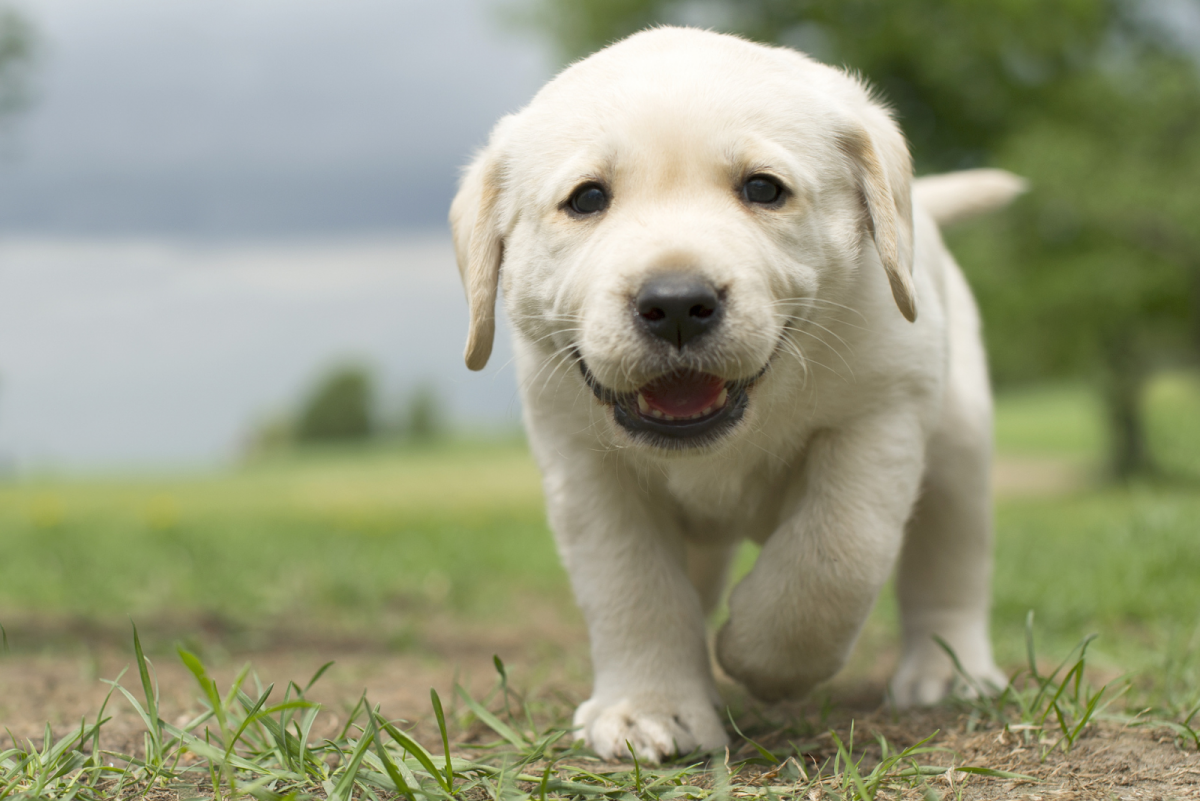 15 Best White Labrador Breeders In The United States