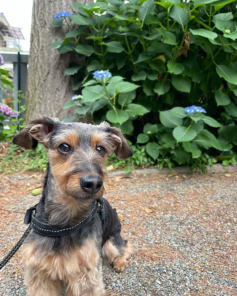 6 Dachshund Terrier Mixes For Every Owner