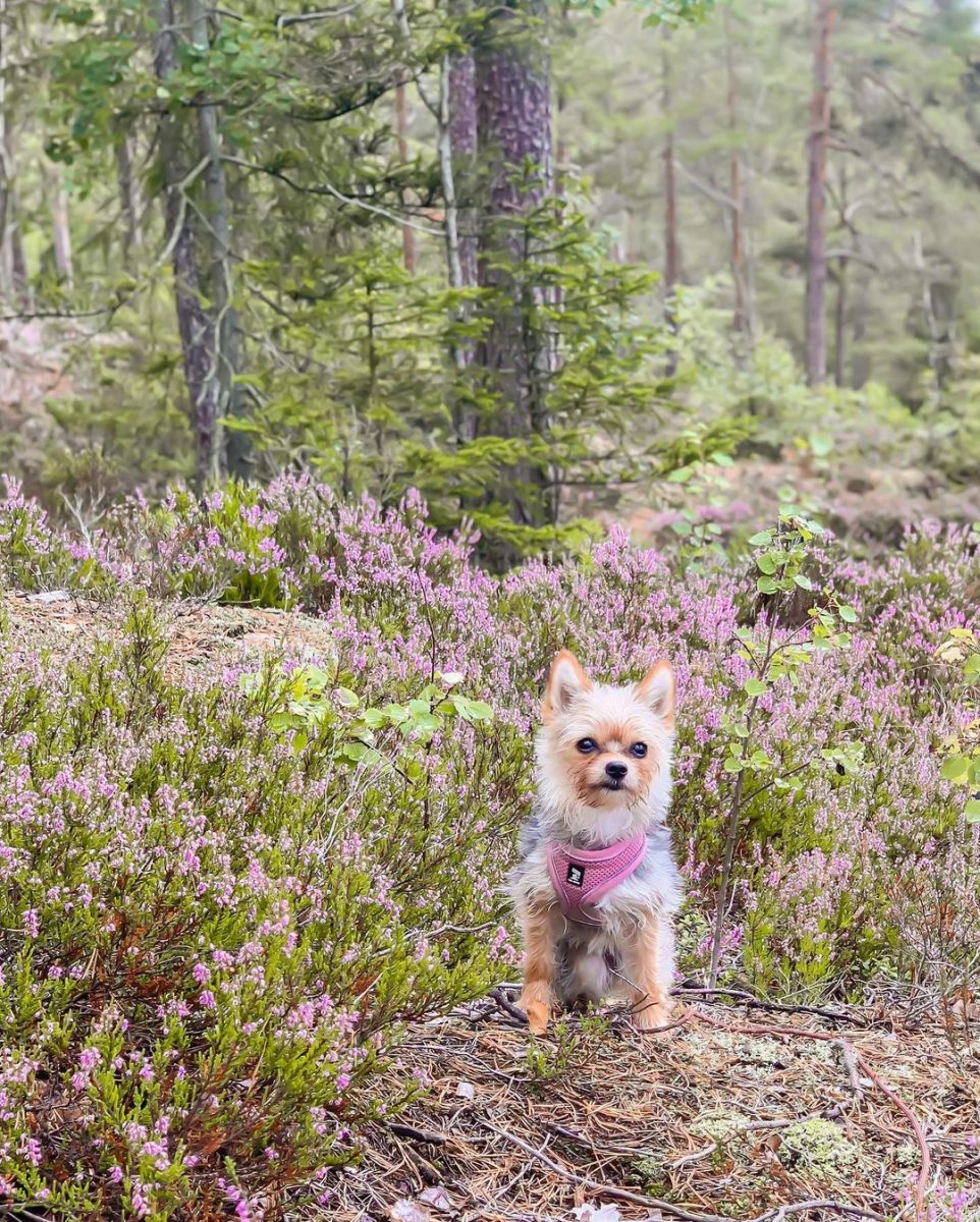 It’s A Yorkie Pomeranian Mix - What To Expect?