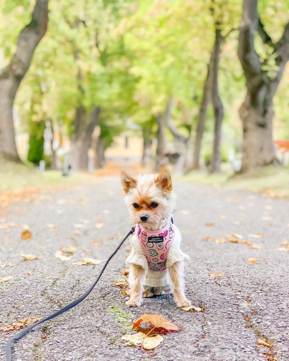 It’s A Yorkie Pomeranian Mix - What To Expect?