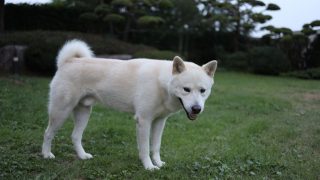 12 Jindo Mixes You Never Heard Of