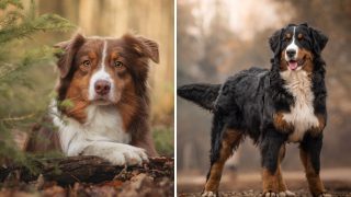A Guide On The Australian Shepherd Bernese Mountain Dog Mix