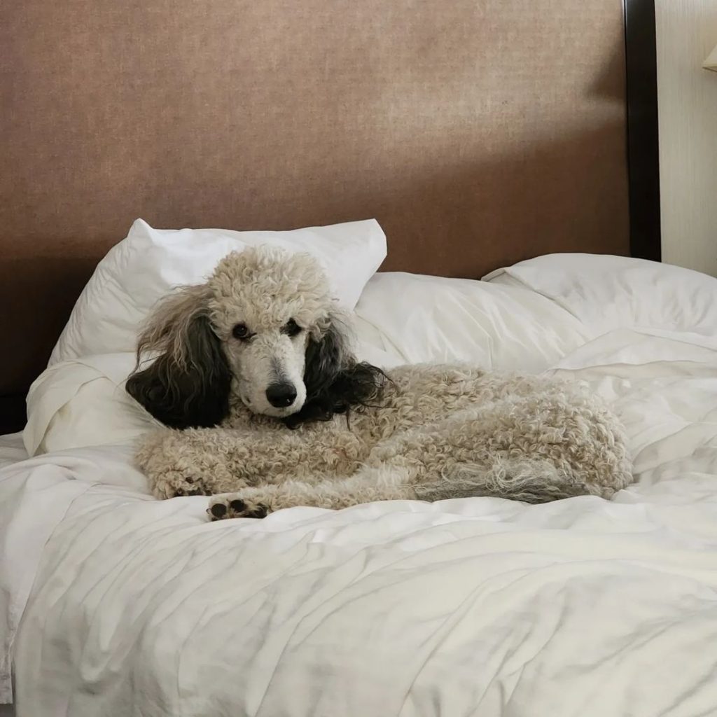 A Sable Poodle: Everything You Need To Know
