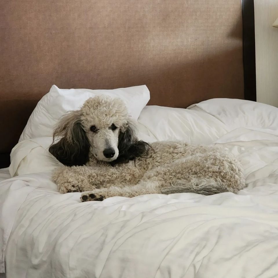 A Sable Poodle: Everything You Need To Know