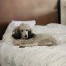 A Sable Poodle: Everything You Need To Know