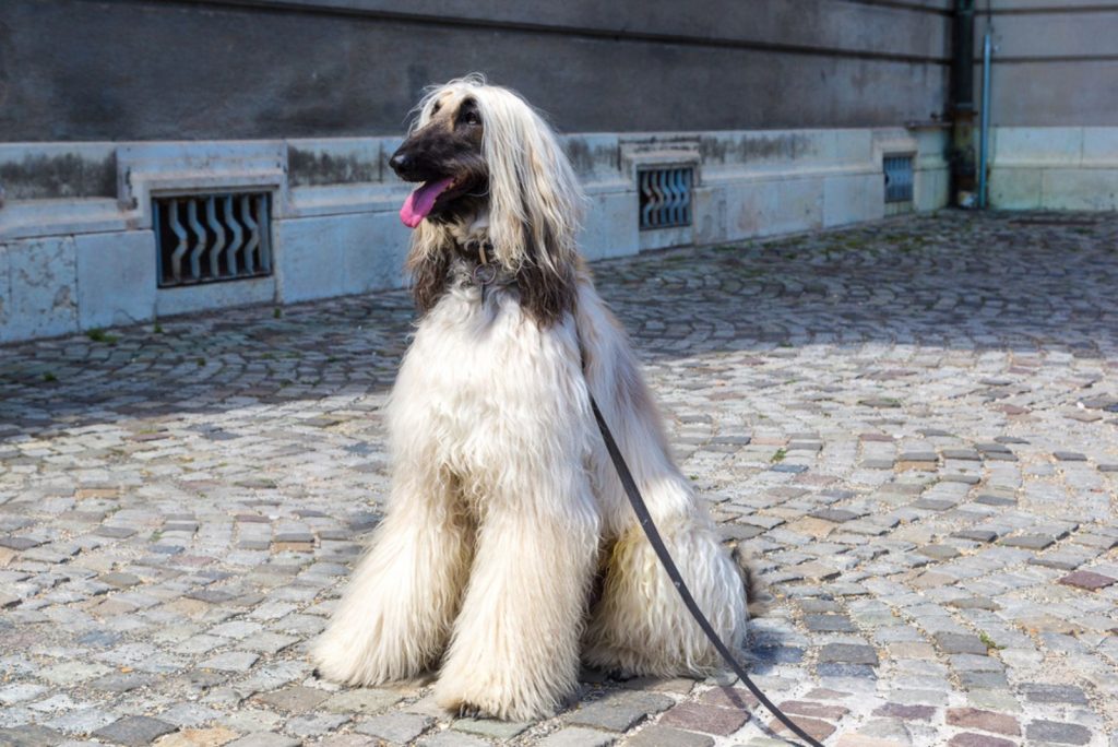 7 Afghan Hound Breeders You Should Check Out