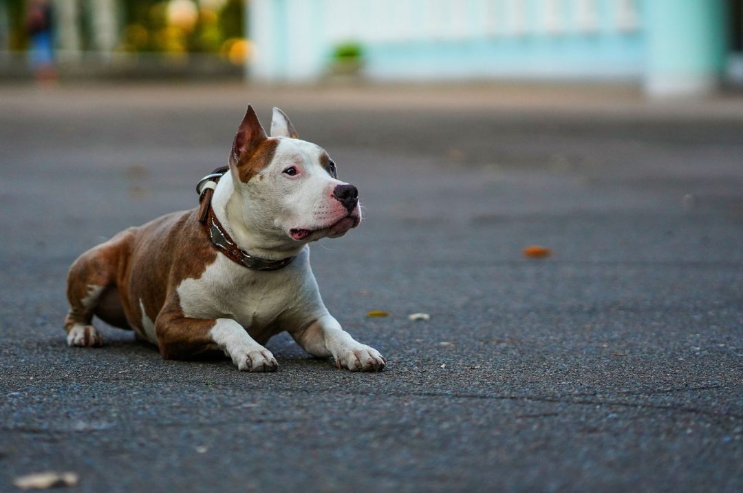 American Bulldog Pitbull Mix: All About These Sweet-Hearted Dogs