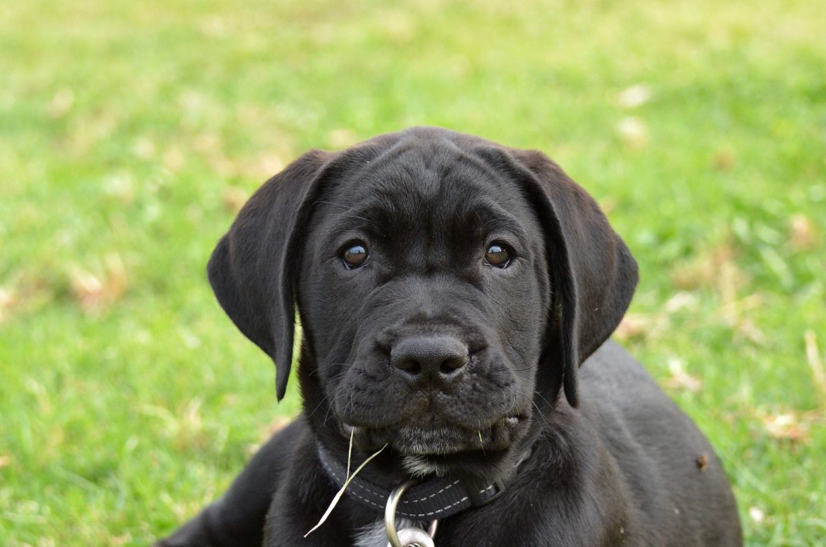 Black Boerboel: The Guard Dog Of Your Dreams