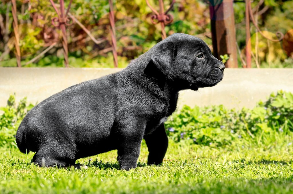 Black Boerboel: The Guard Dog Of Your Dreams