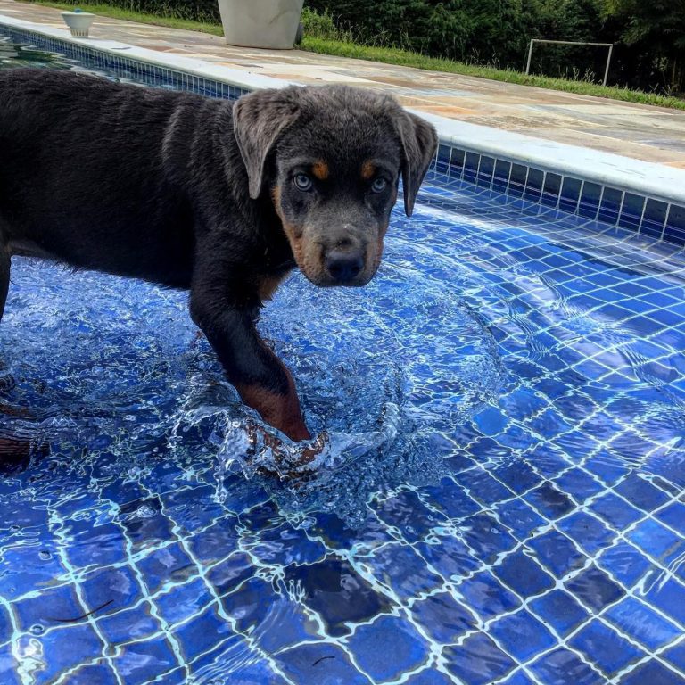 Is The Blue-Eyed Rottweiler A Breed’s Intruder?
